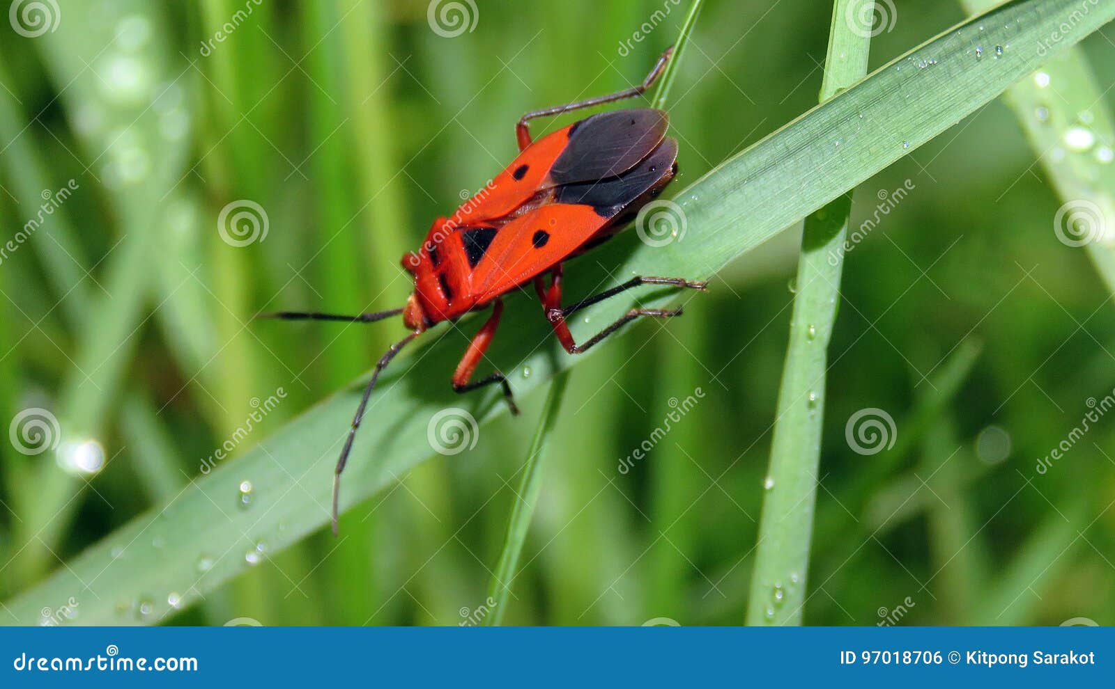 Red Insect with Grass in the Forest Stock Photo - Image of feeding ...