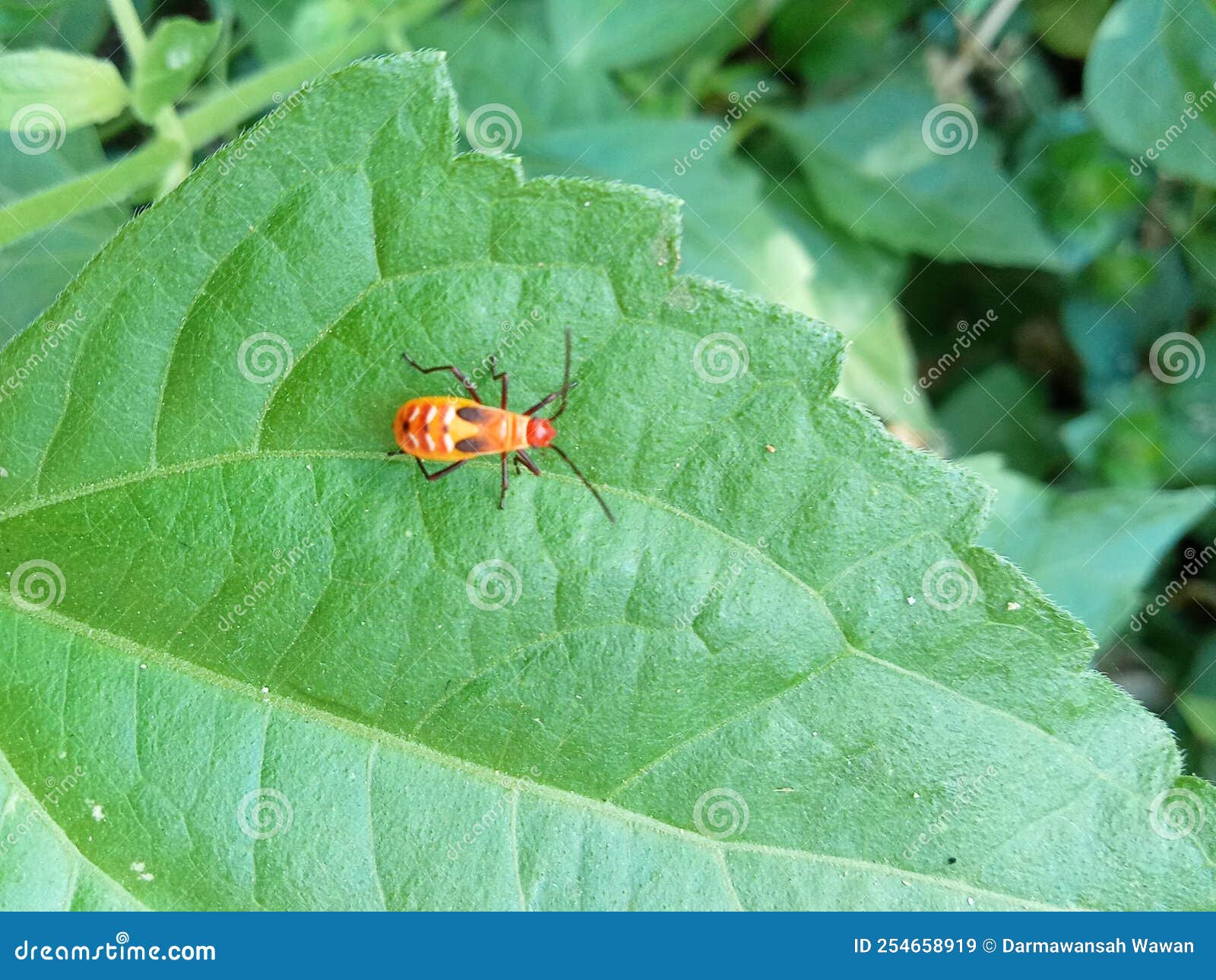 Red insect on green leaf stock image. Image of produce - 254658919
