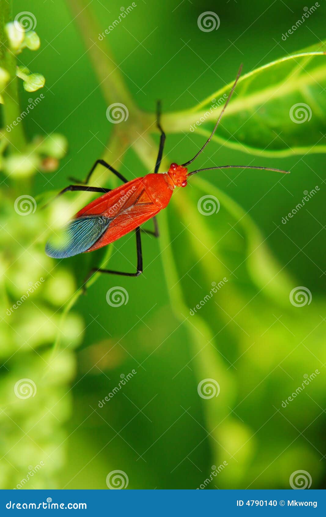 Red Insect on the Green Leaves Stock Photo - Image of green, insect ...