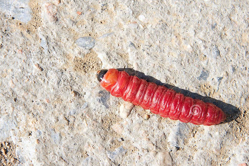 Red insect larva stock photo. Image of bugs, animal, details - 26524304