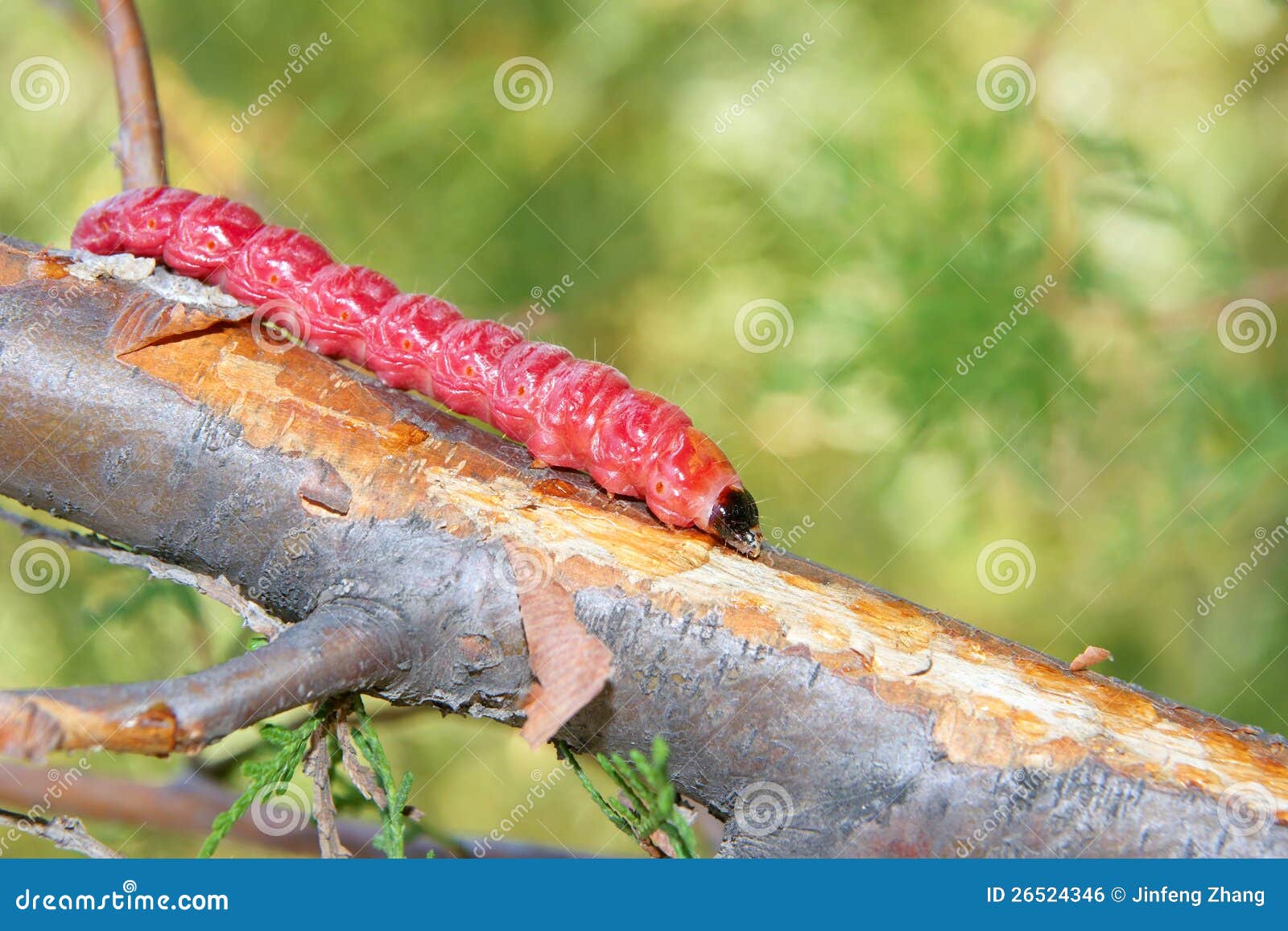 Red insect larva stock photo. Image of bugs, animals - 26524346
