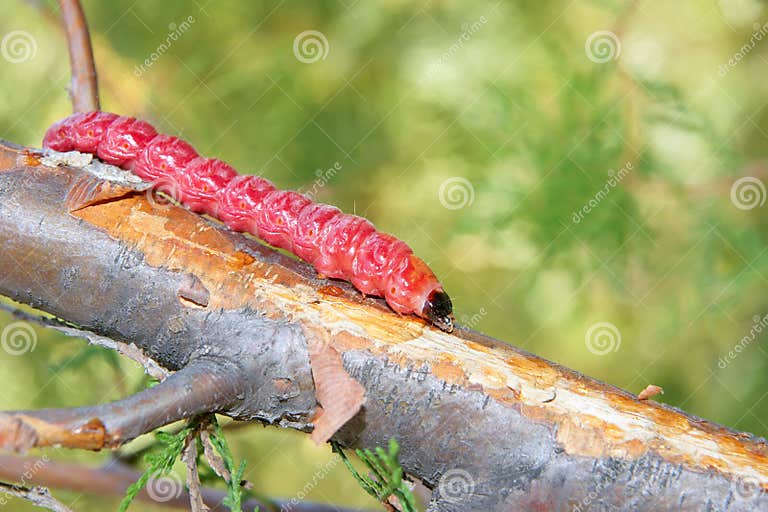 Red insect larva stock photo. Image of bugs, animals - 26524346
