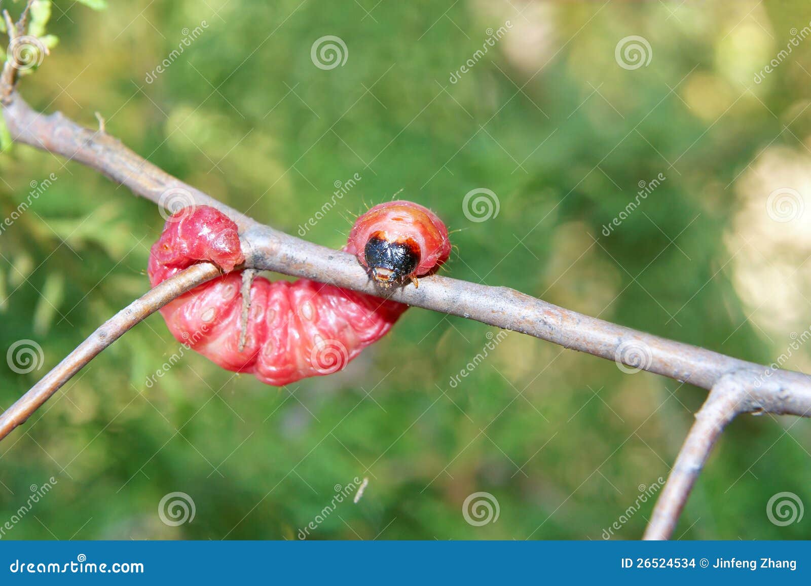 Red insect larva stock photo. Image of caterpillar, butterfly - 26524534