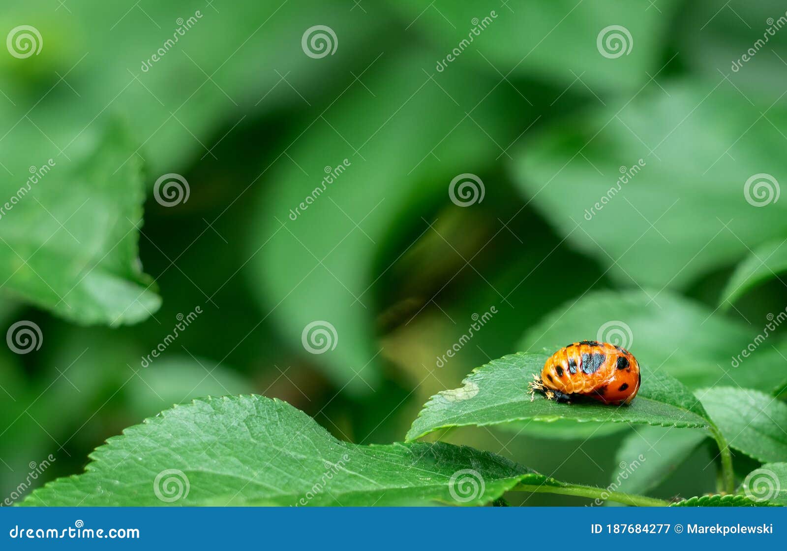 Red Insect Larva Sitting on the Leaf Stock Image - Image of green ...