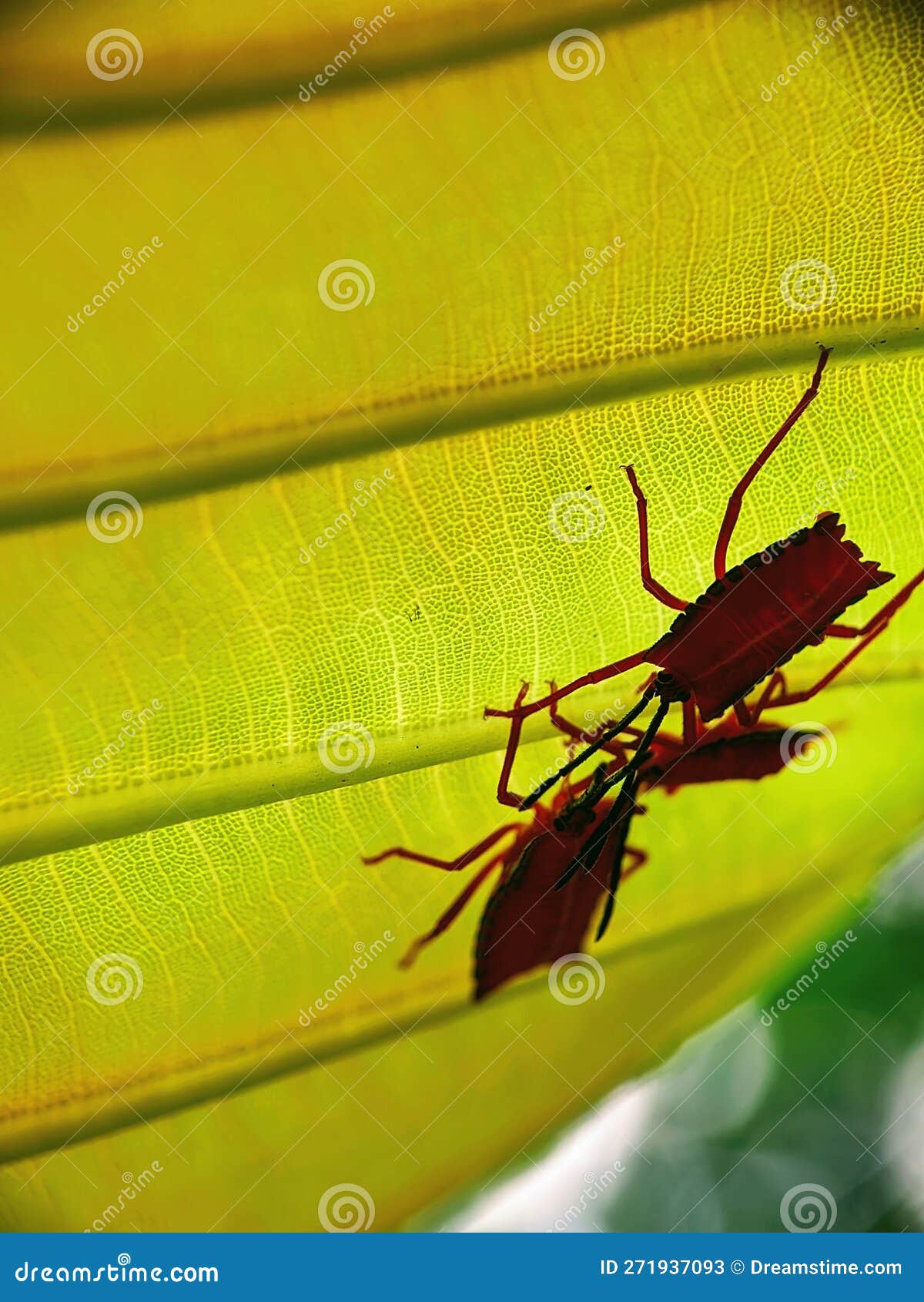 Red insect in the leaves stock image. Image of invertebrate - 271937093
