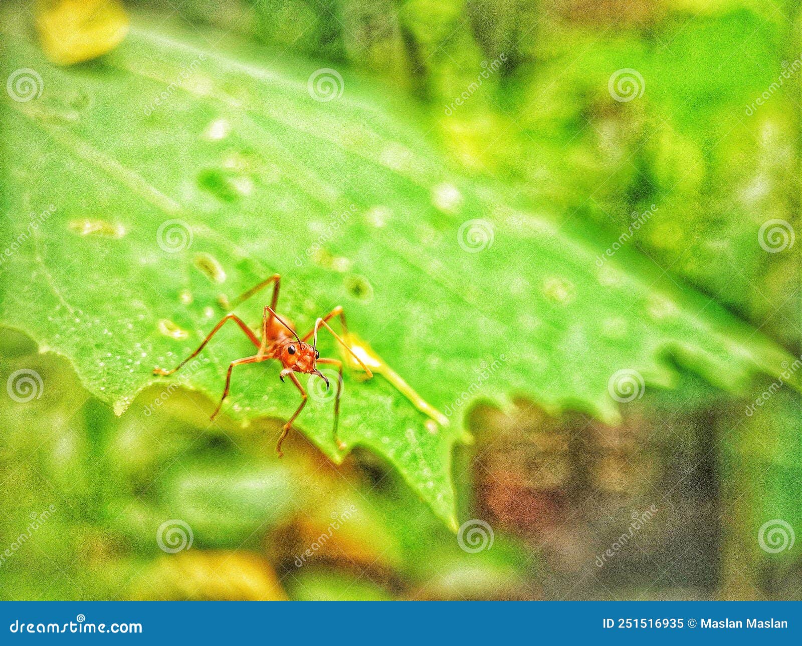 A Red Insect Perched on a Green Leaf with Sharp Fangs Stock Image ...