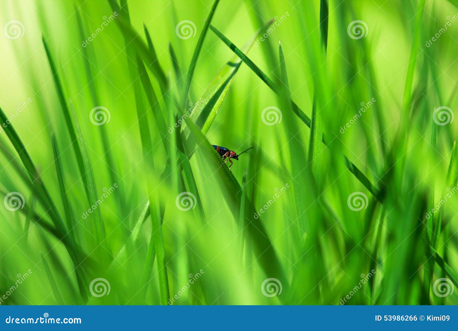 Red Insect on Young Green Grass Stock Photo - Image of graphosoma ...