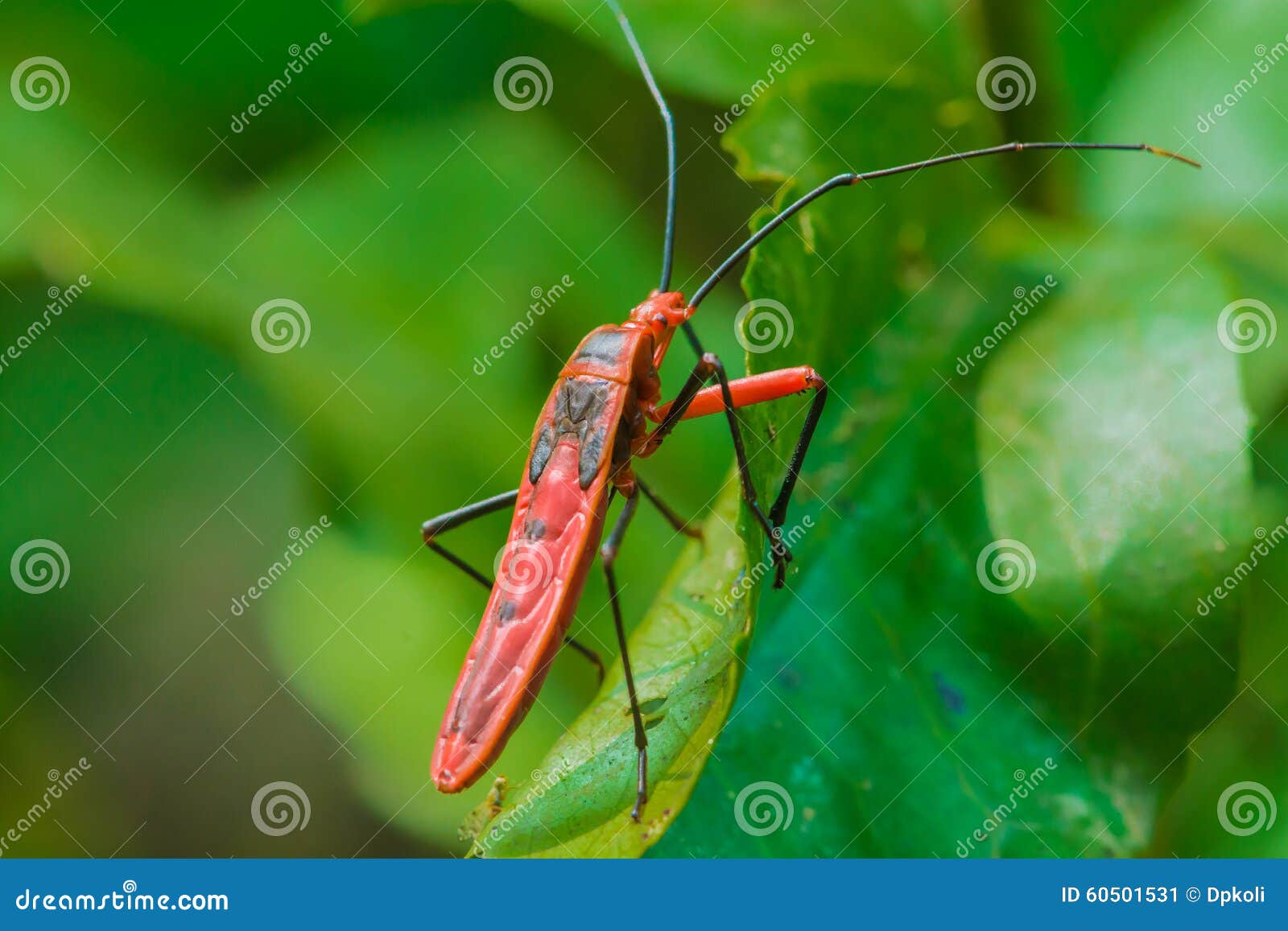Red insects stock image. Image of bright, insects, rest - 60501531