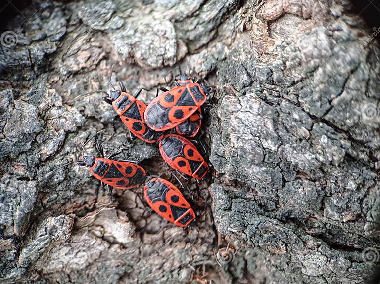 Red Insects Bugs Sitting on the Tree Macro Top View Stock Image - Image ...