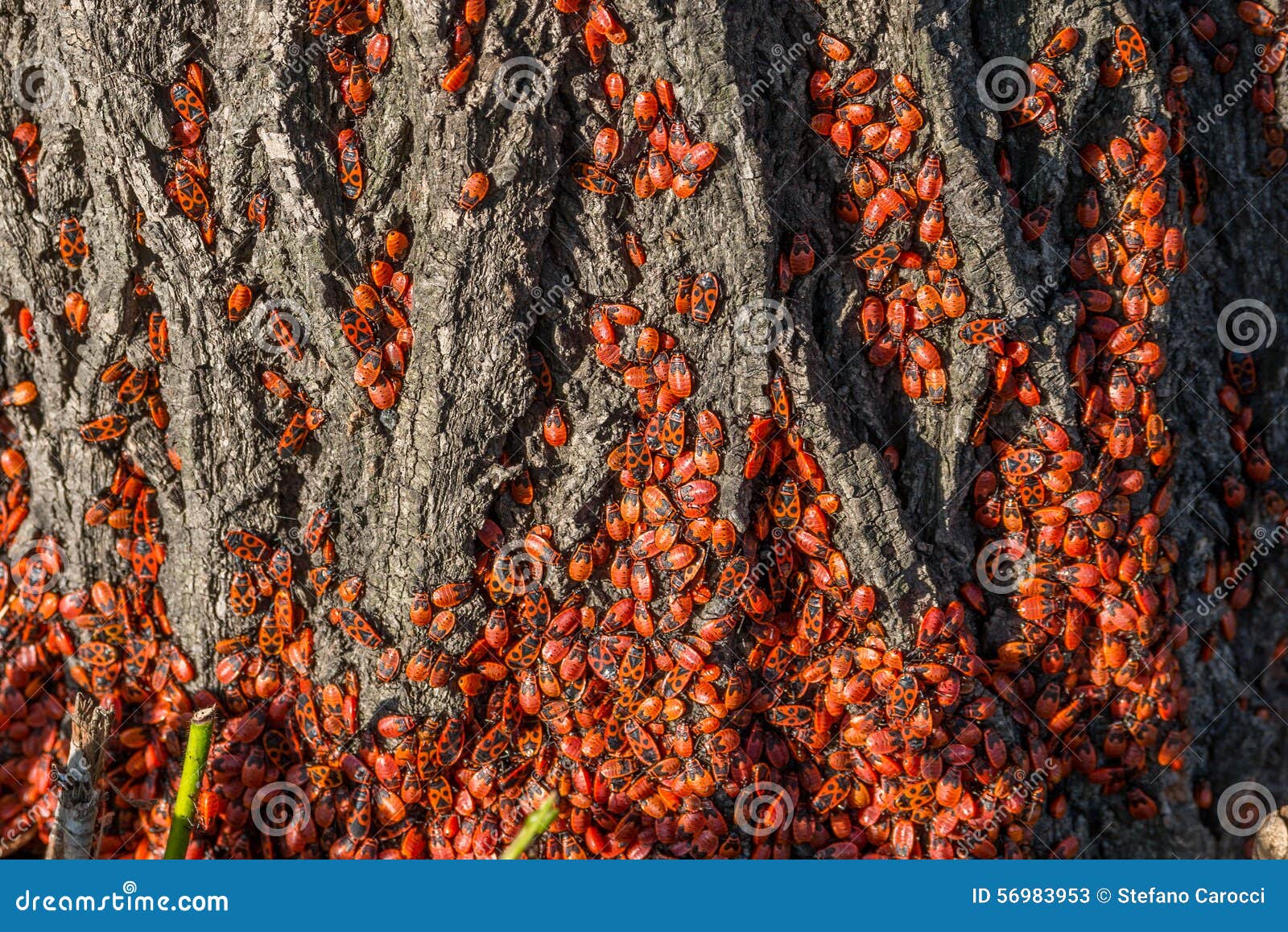 Red insects stock image. Image of lilioceris, beetle - 56983953