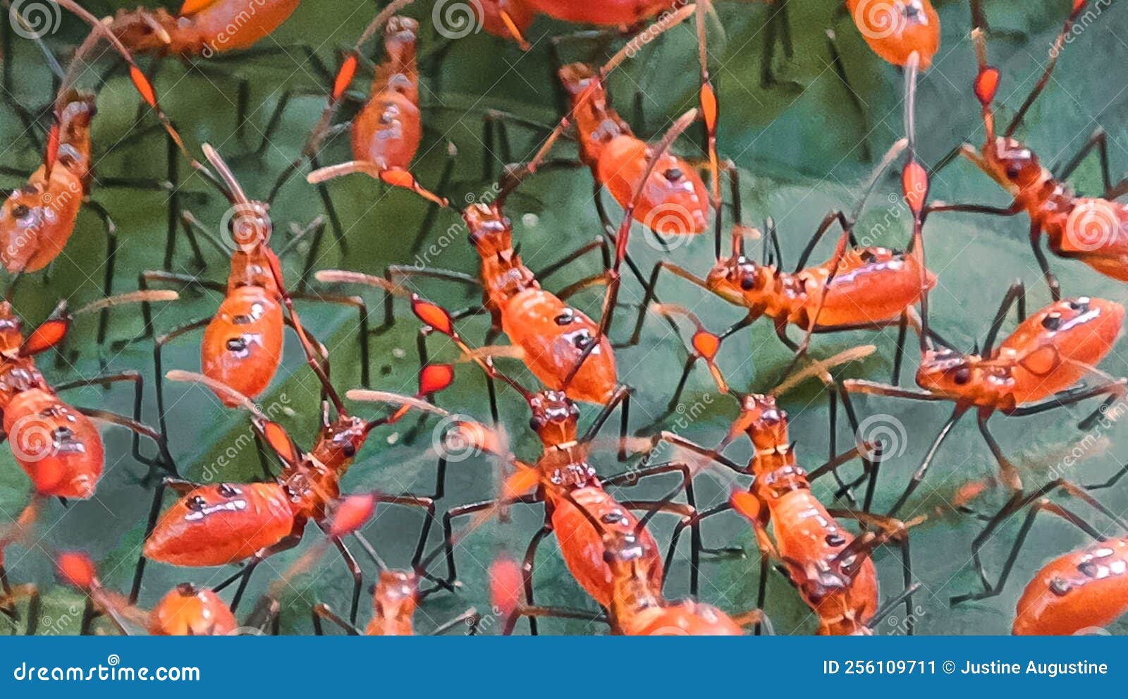 Red Insects on Leaf, Rush Hours, Lot of Insects Standing Stock Image ...