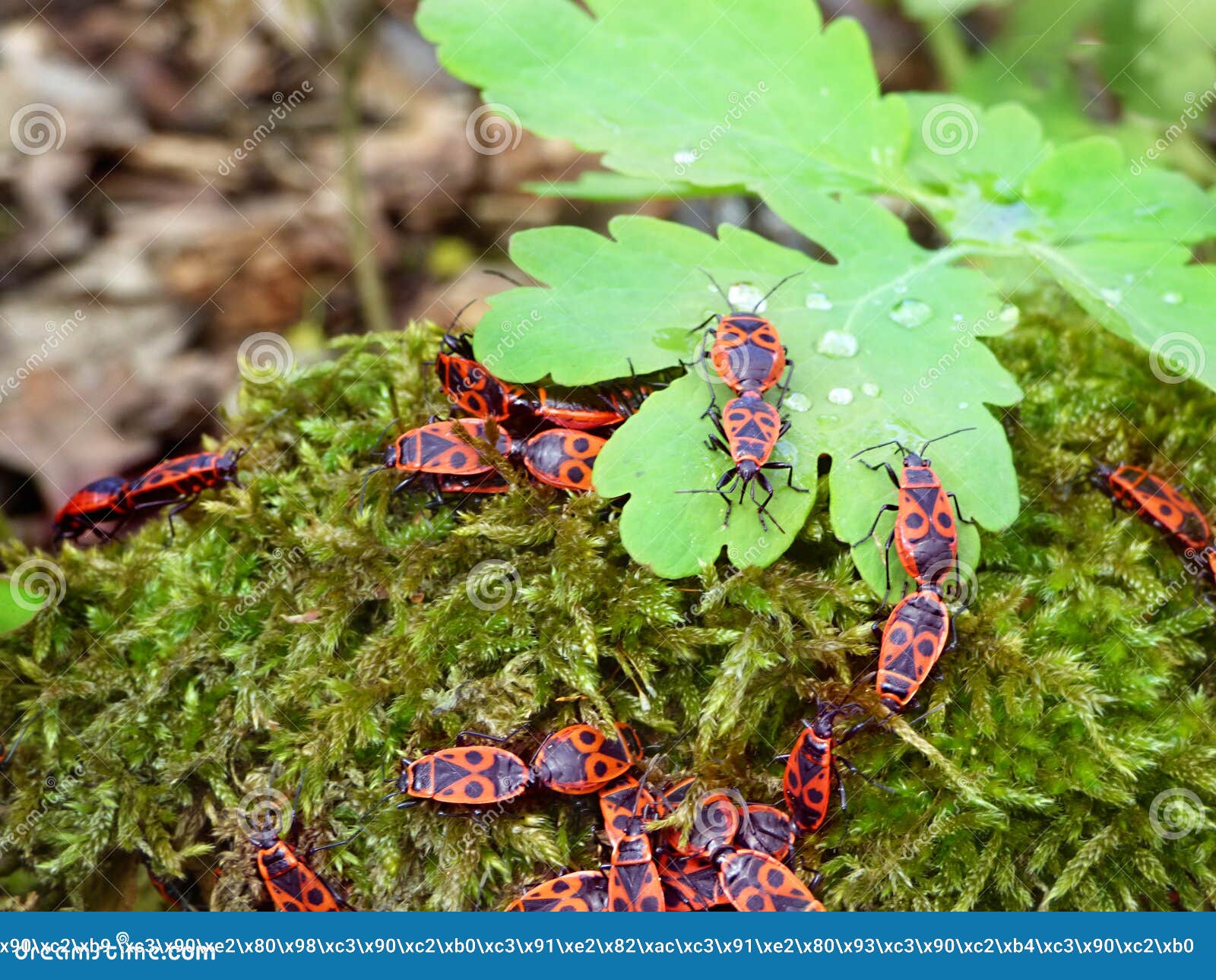 Red insects stock photo. Image of insect, colorful, fauna - 95667376