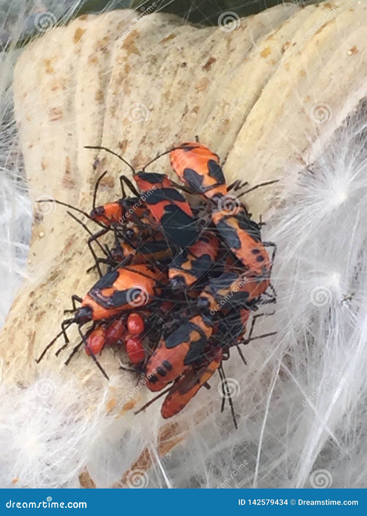 Red Insects stock photo. Image of plant, bugs, spots - 142579434