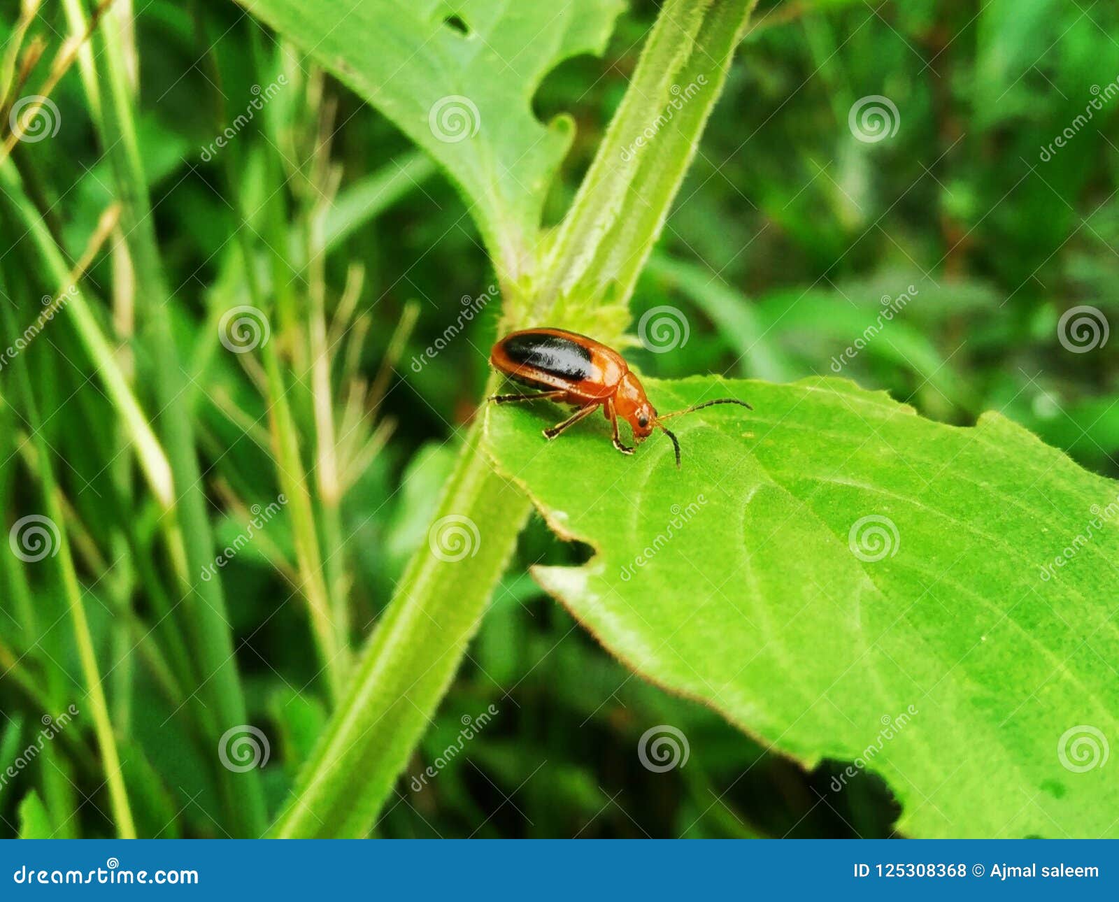 Red Insects stock photo. Image of sick, wild, insects - 125308368