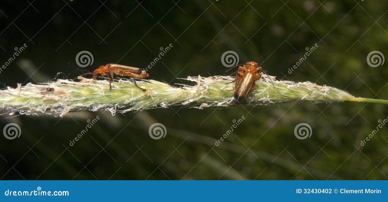 3 red insects stock photo. Image of species, biodiversity - 32430402