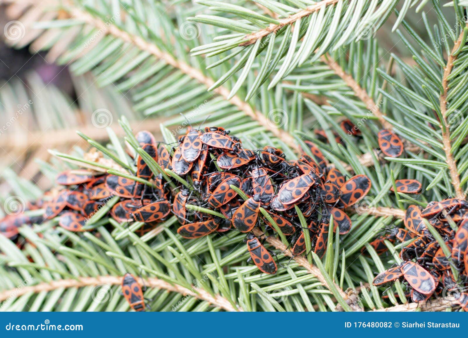 Red insects on a tree stock photo. Image of beauty, nature - 176480082
