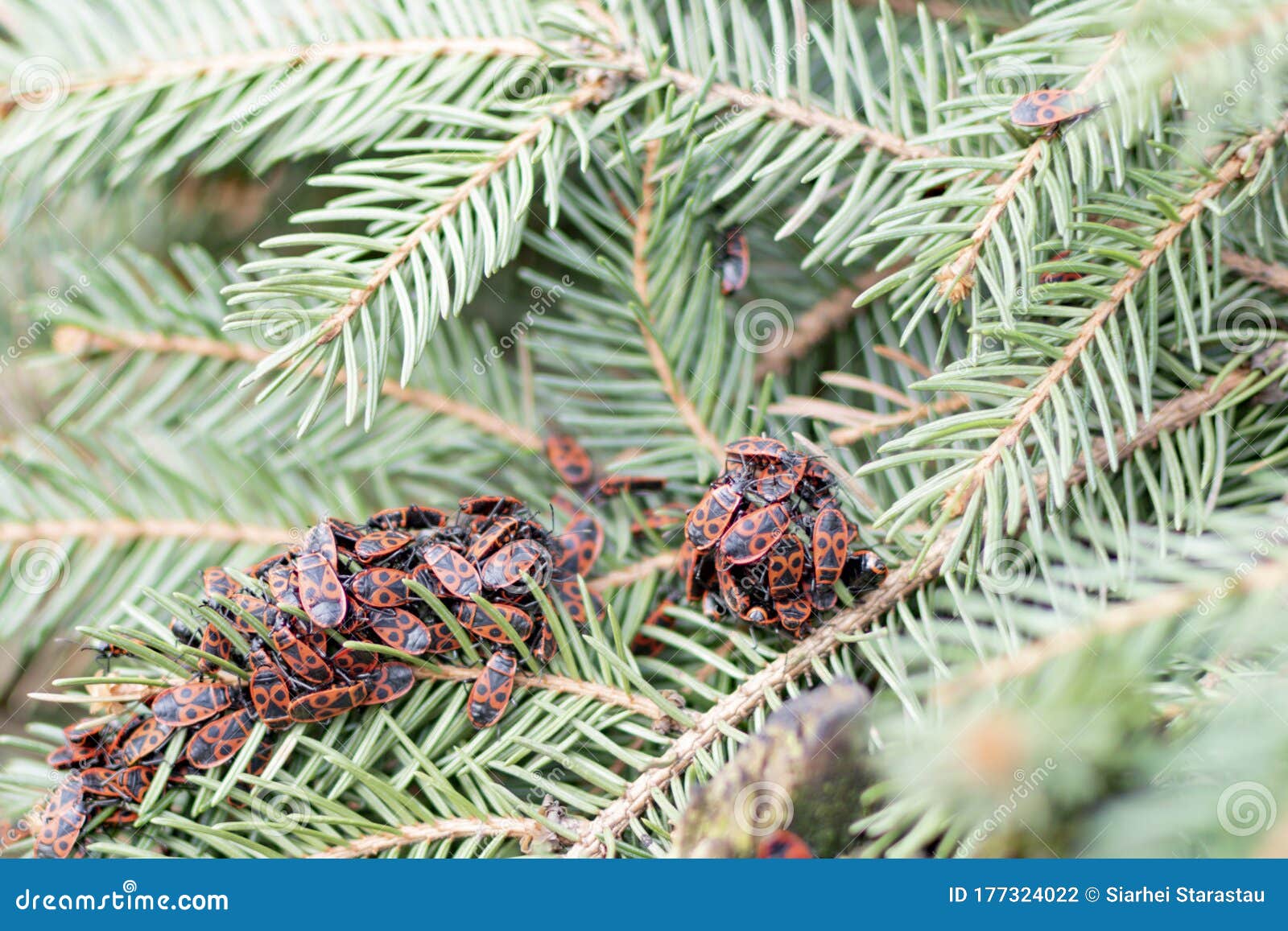 Red insects on a tree stock photo. Image of exam, group - 177324022