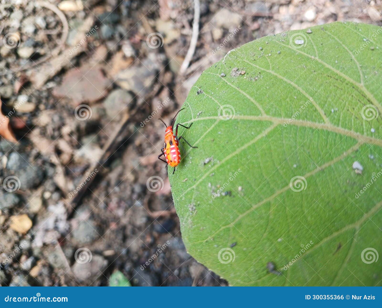 Red Insects on Young Teak Leaves. Red Insect Stock Photo - Image of ...