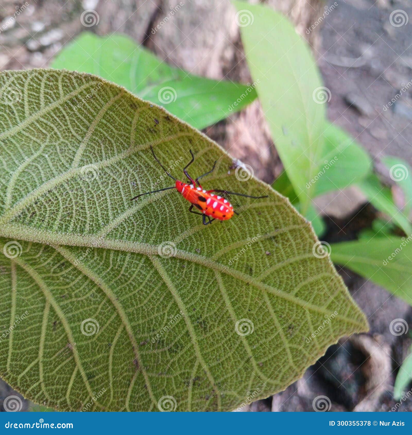 Red Insects on Young Teak Leaves. Red Insect Stock Photo - Image of ...