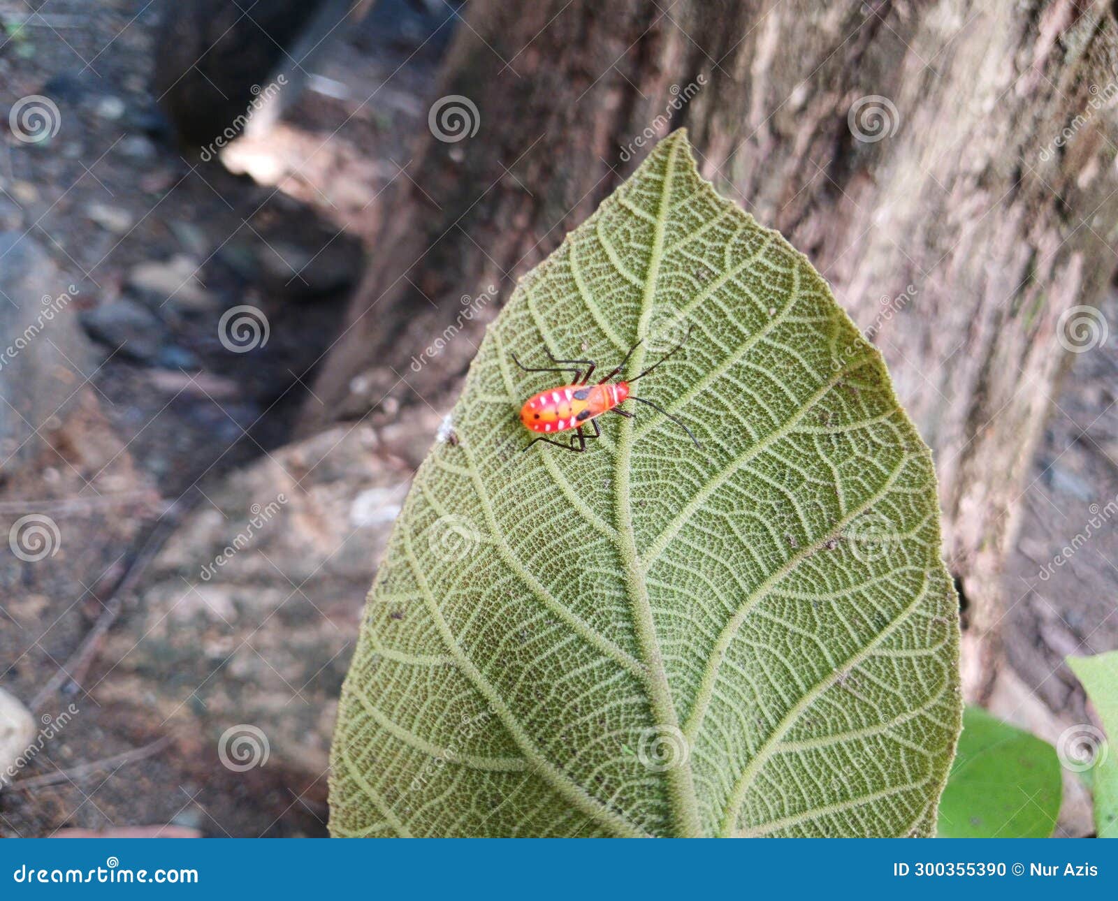 Red Insects on Young Teak Leaves. Red Insect Stock Photo - Image of ...