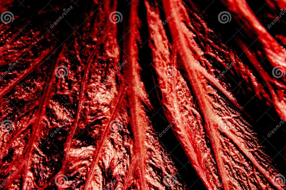 Red intense texture stock image. Image of veins, autumn - 229556071