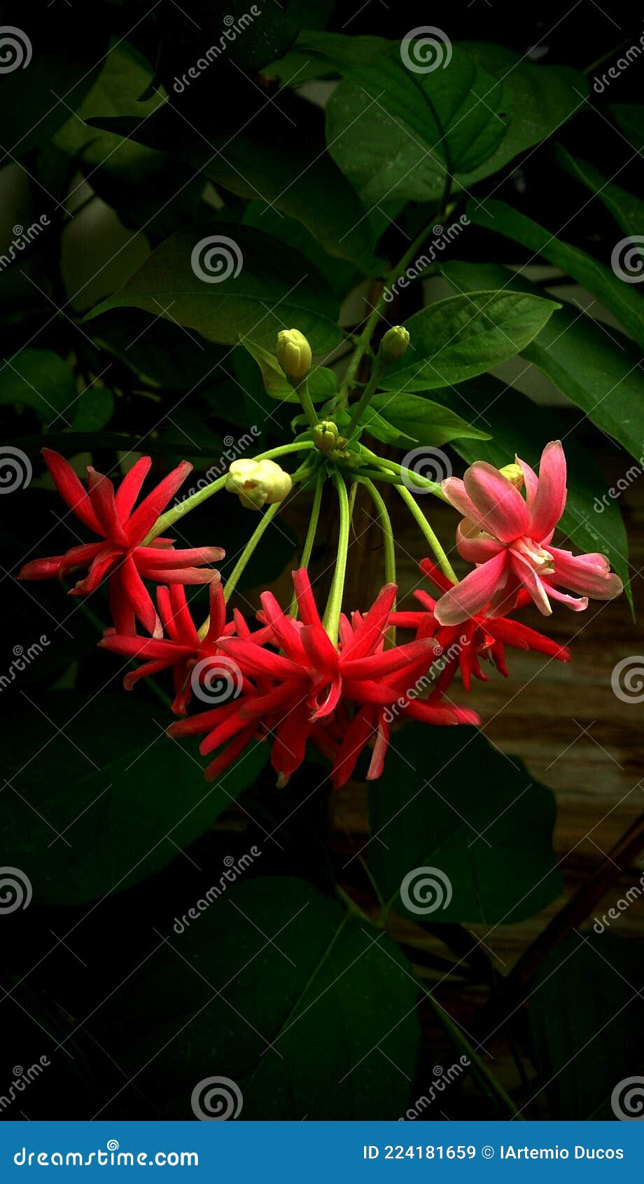 Red Inverted Flower stock image. Image of leaf, shrub - 224181659