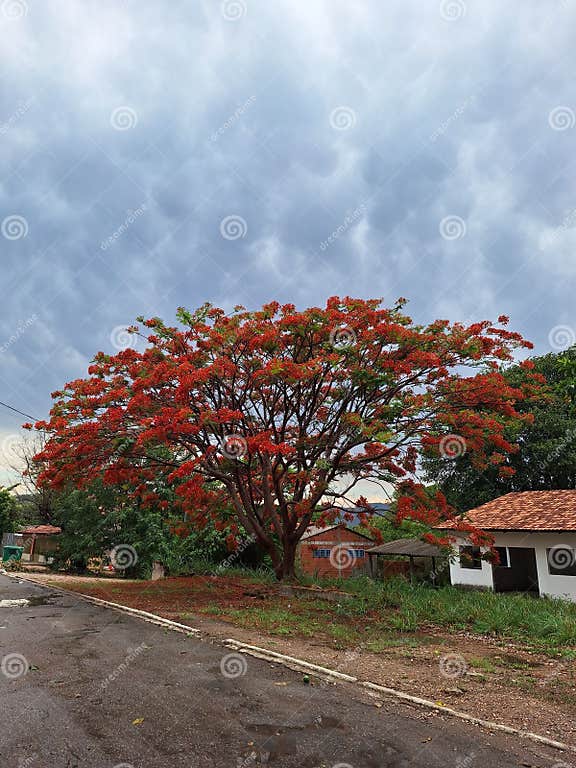 Red Ipê Tree stock photo. Image of autumn, neighbourhood - 354448824