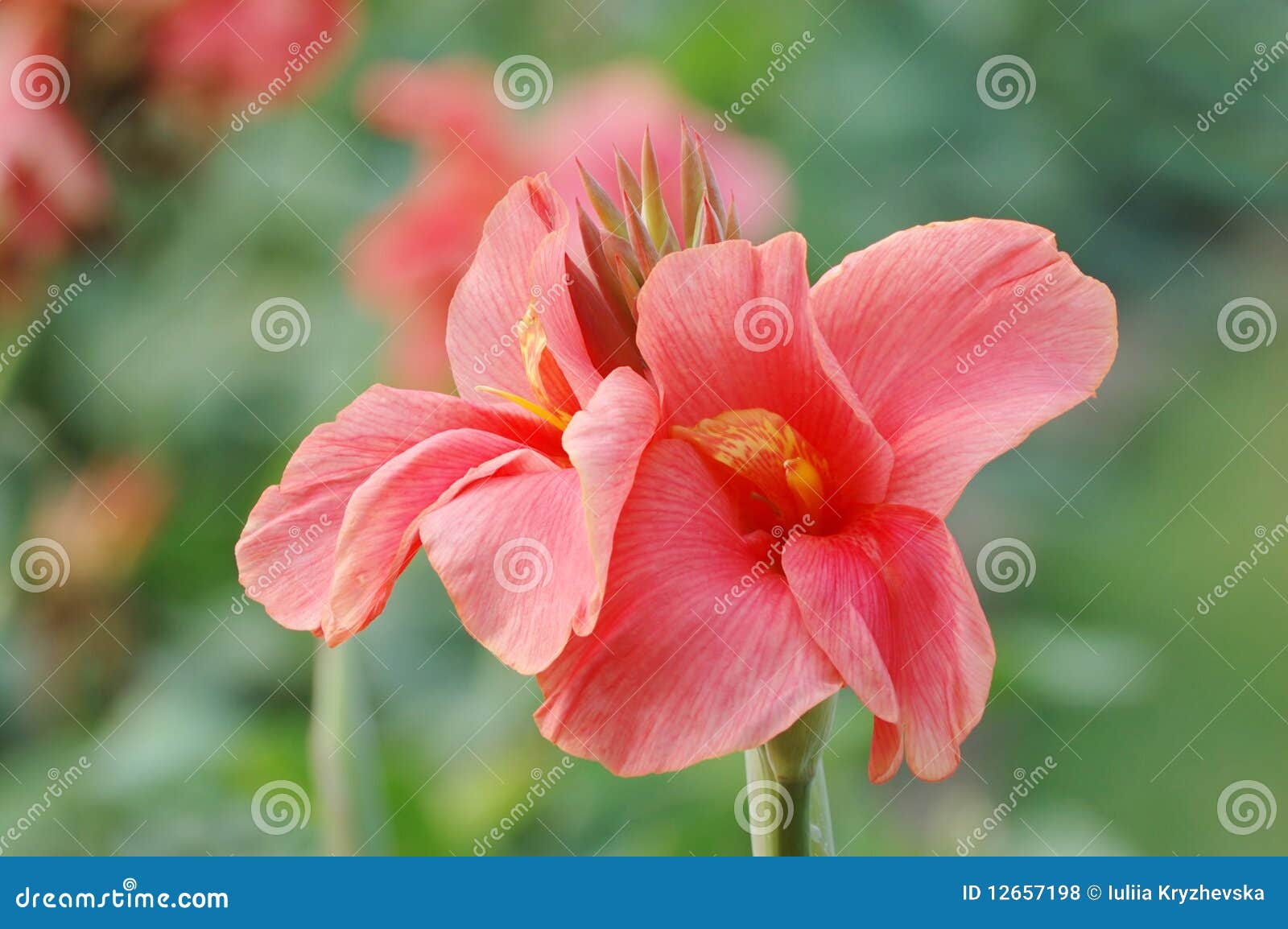 Red Iris stock photo. Image of plant, bright, garden - 12657198