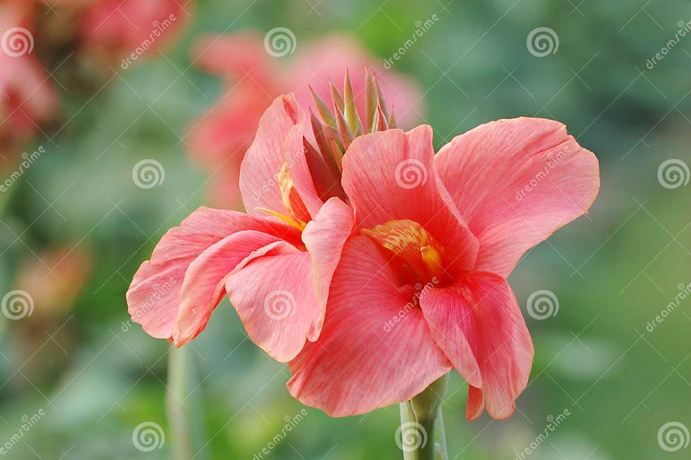 Red Iris stock photo. Image of plant, bright, garden - 12657198
