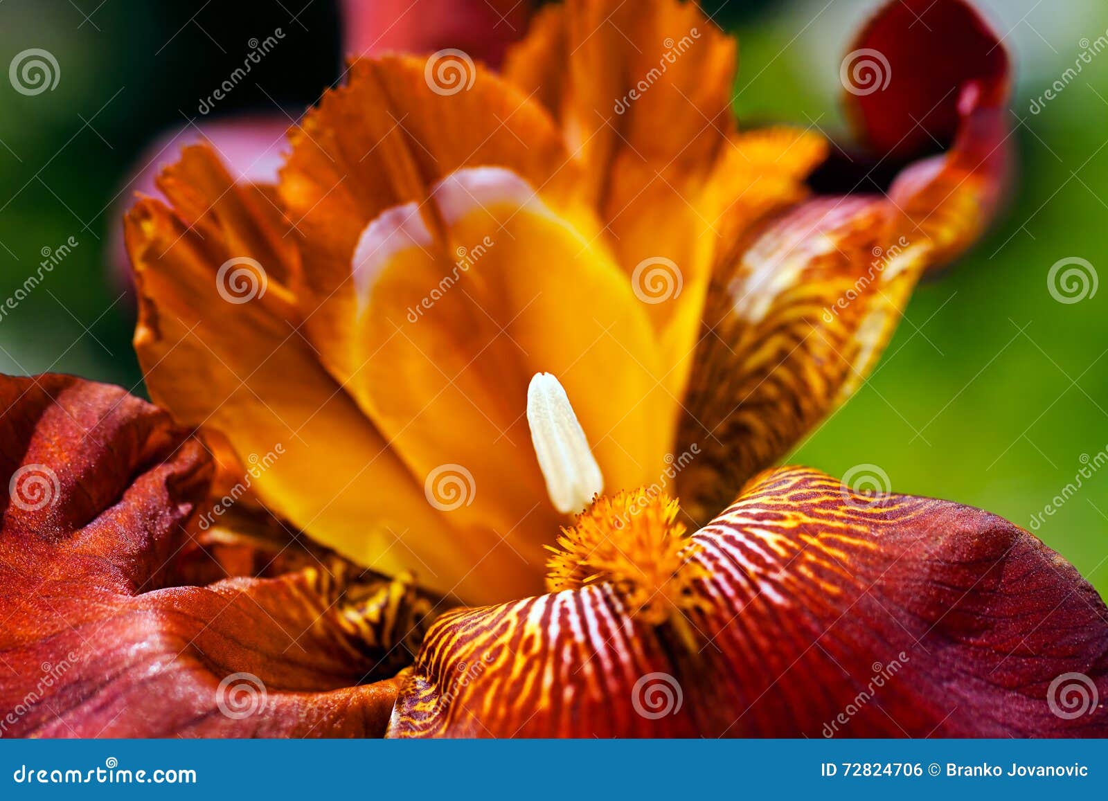 Red iris stock photo. Image of petal, iris, garden, macro - 72824706
