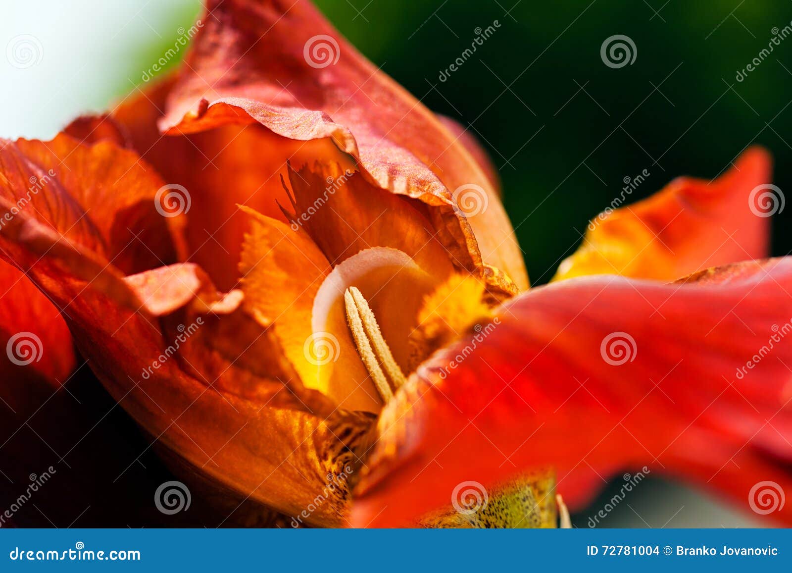 Red iris stock photo. Image of summer, petal, yellow - 72781004