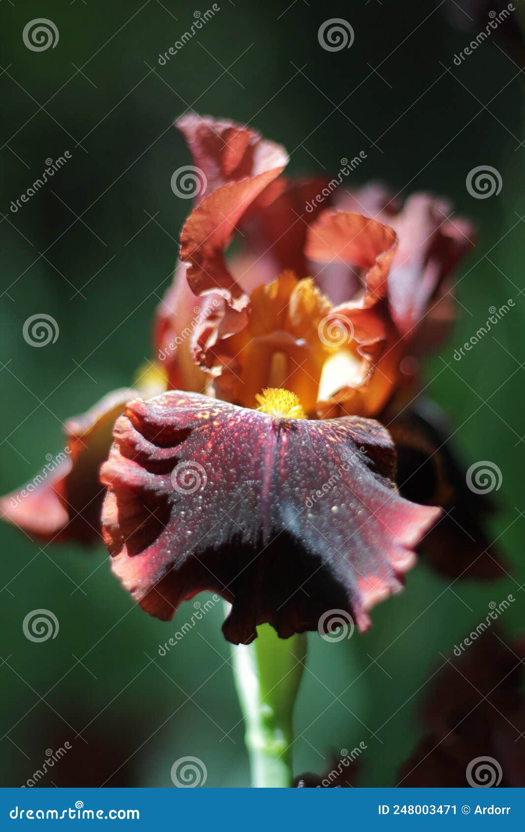 Red Iris Flower in the Garden. Macro Stock Image - Image of bouquet ...