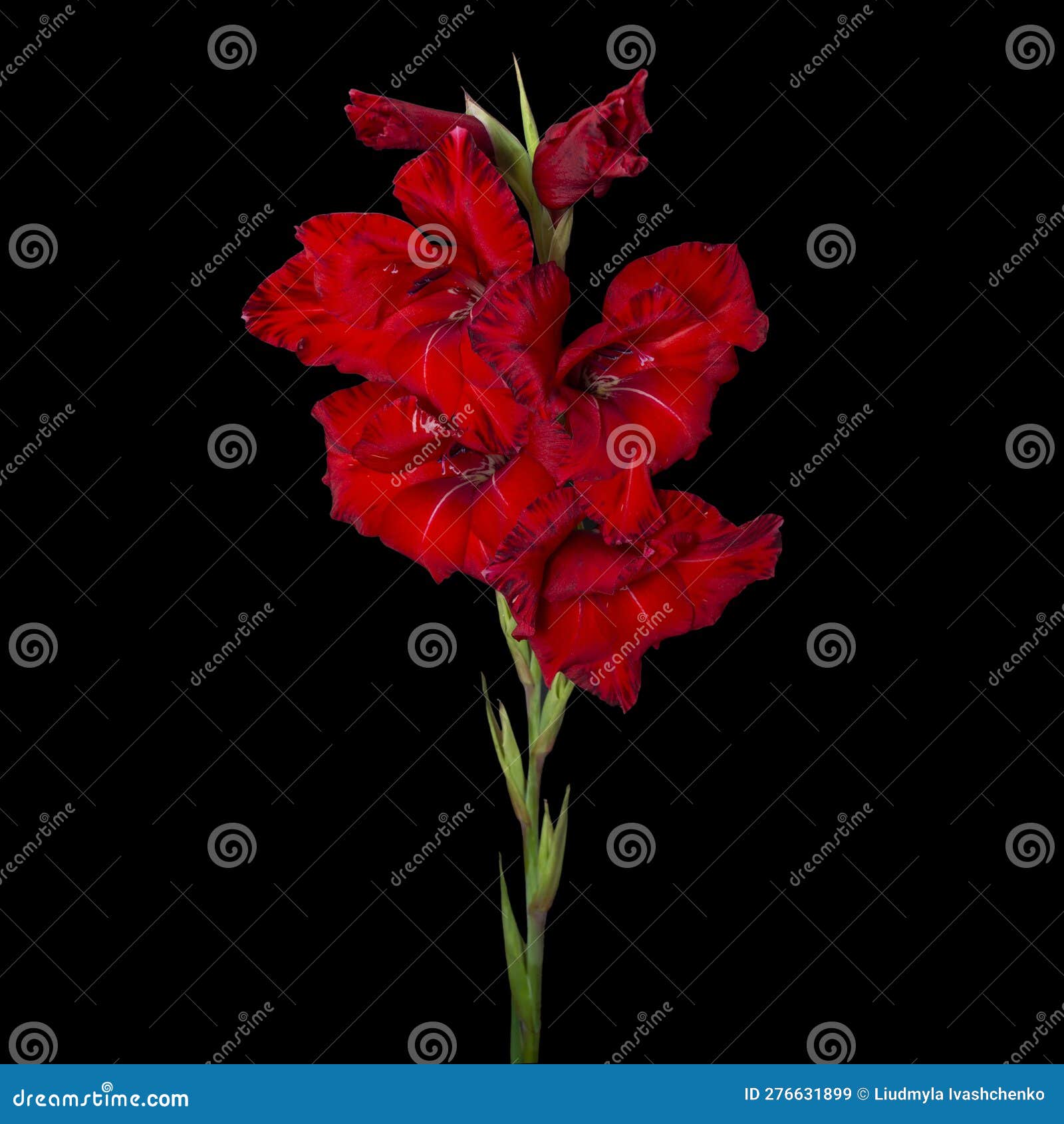 Red Iris Flower Isolated on Black Background Stock Image - Image of ...