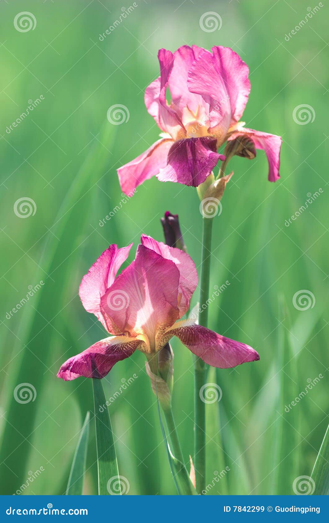 Red iris flowers stock image. Image of color, bunch, green - 7842299