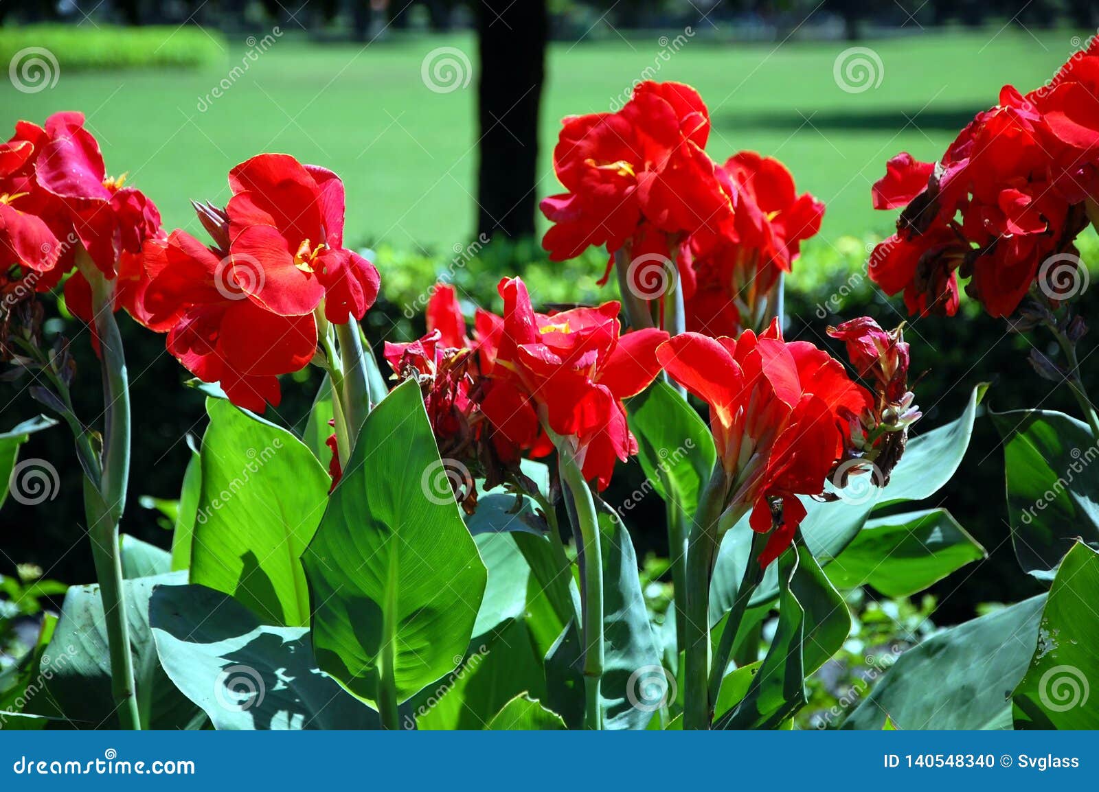 Red irises stock photo. Image of blossom, flora, nature - 140548340