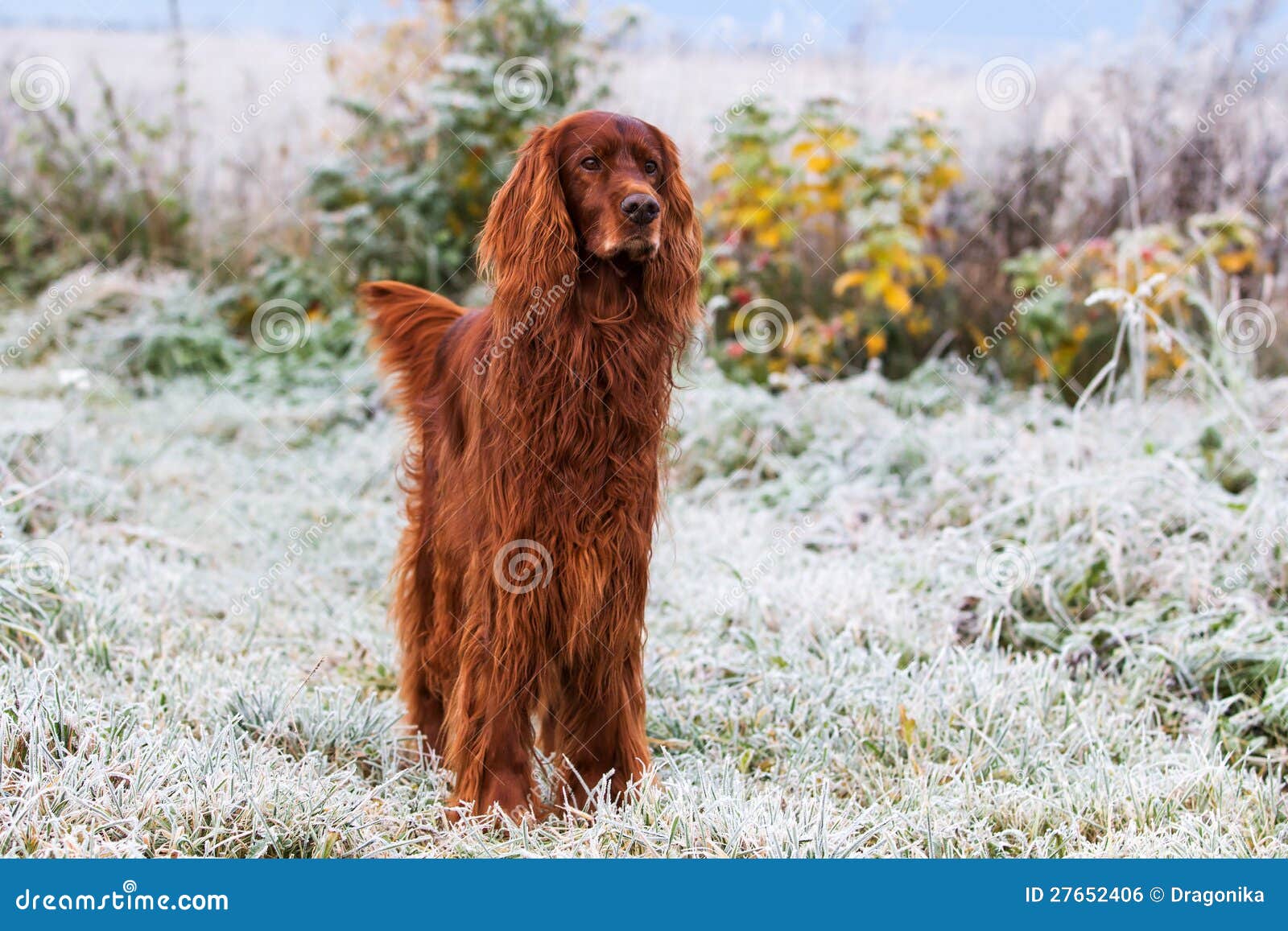 Red irish setter stock photo. Image of frost, autumn - 27652406