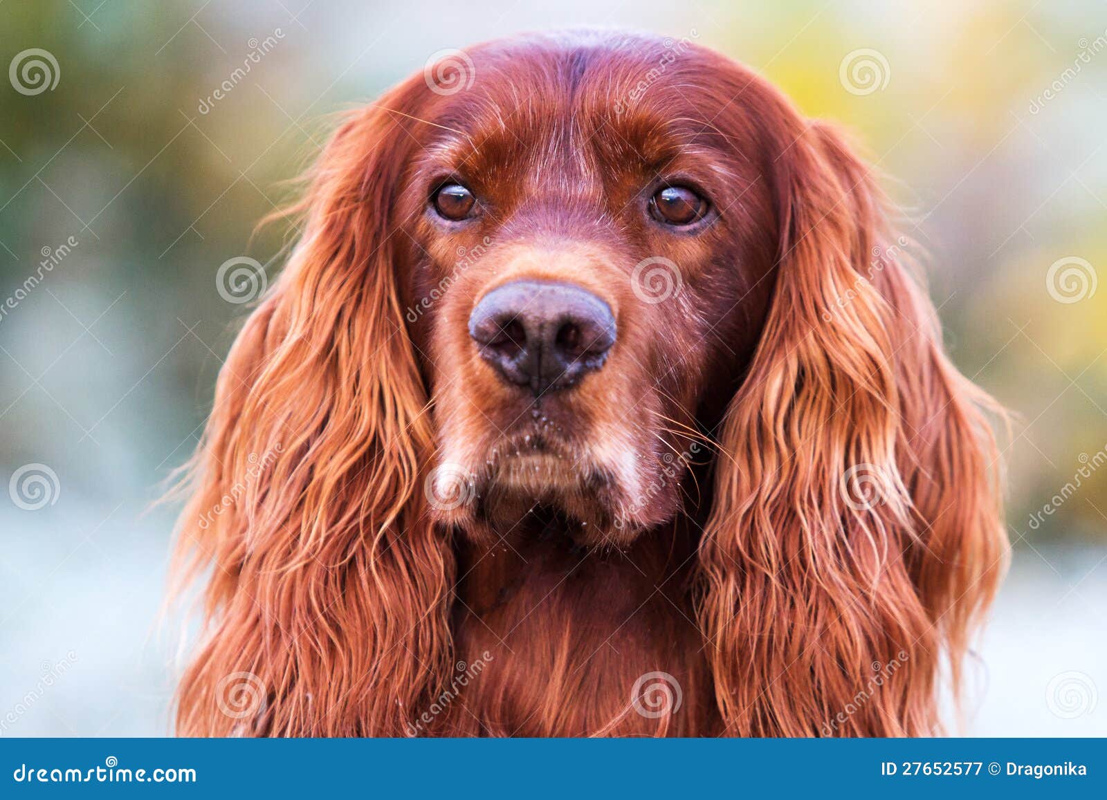 Red irish setter stock image. Image of head, nature, irish - 27652577
