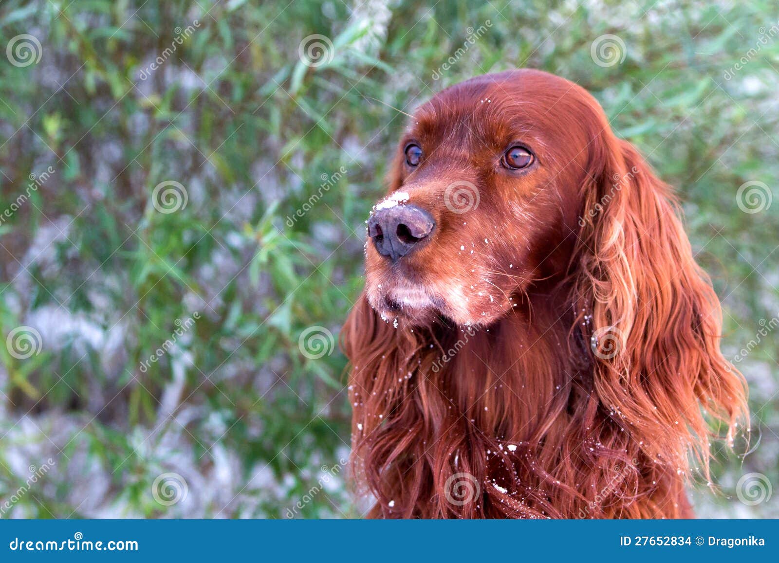 Red irish setter stock photo. Image of plant, animal - 27652834