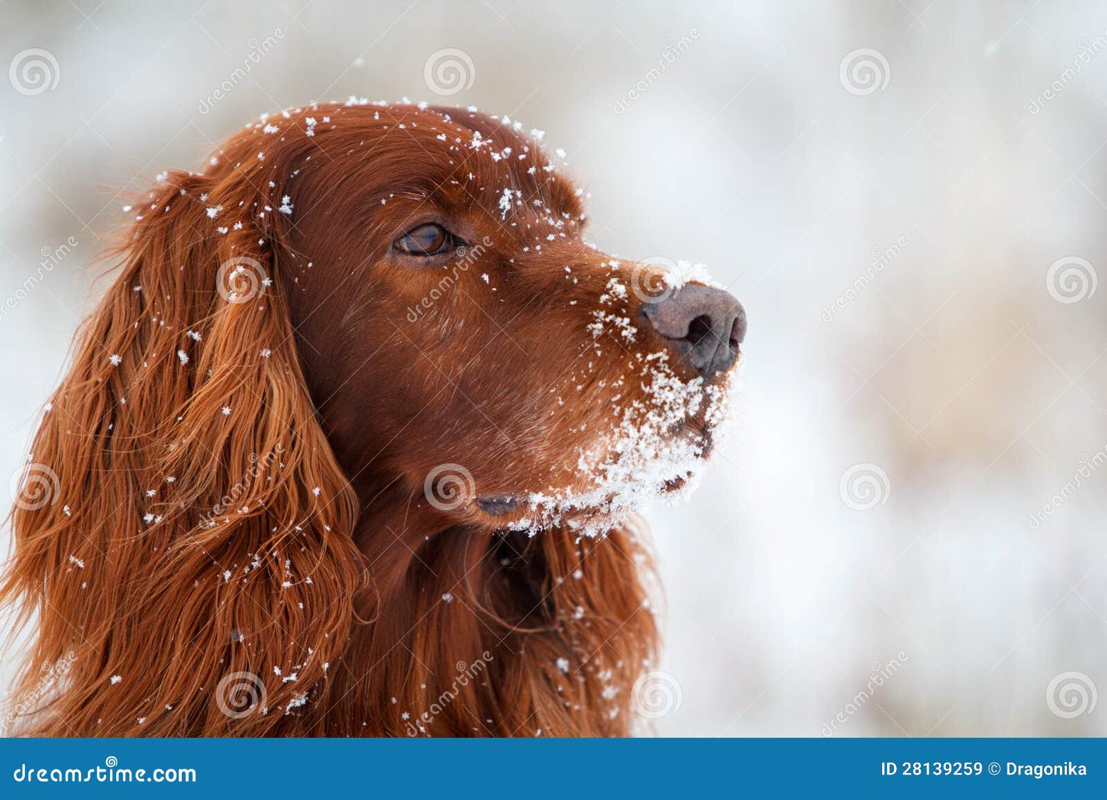 Red irish setter stock image. Image of white, snow, irish - 28139259