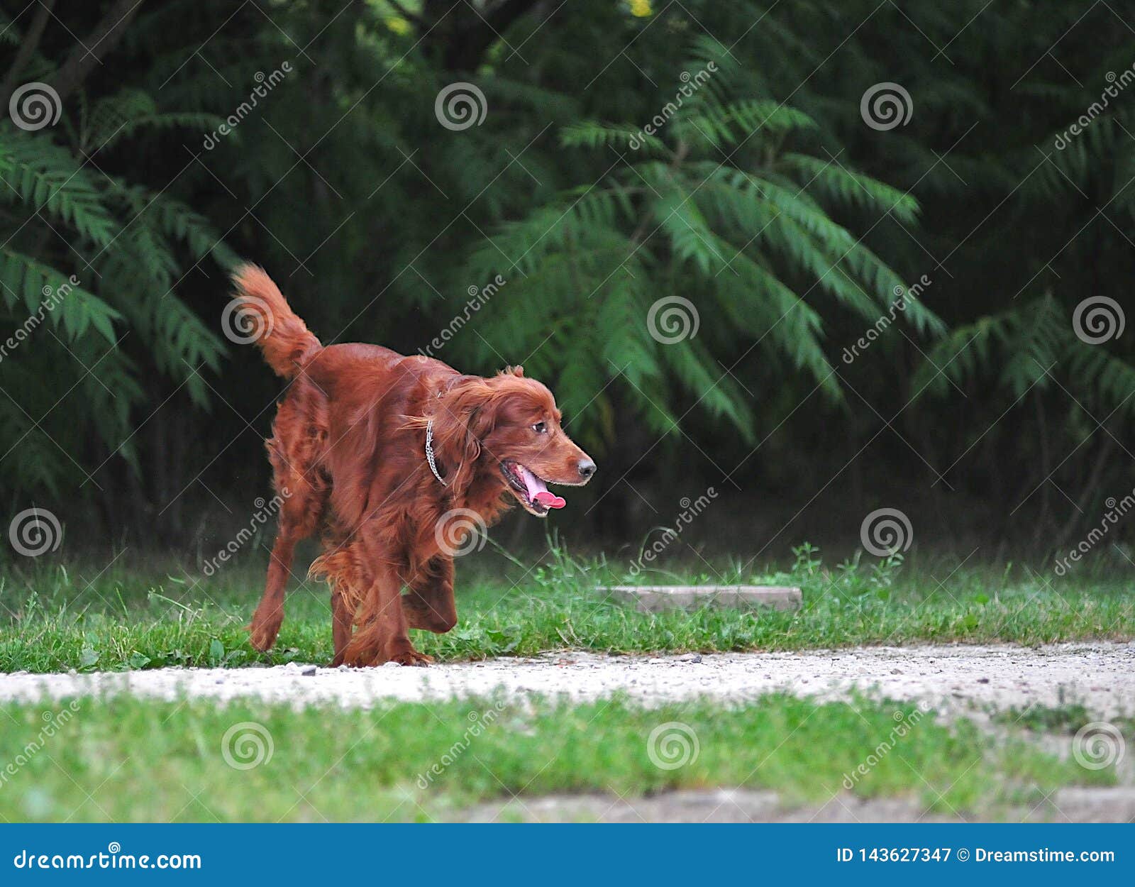 Red irish setter in action stock image. Image of speed - 143627347
