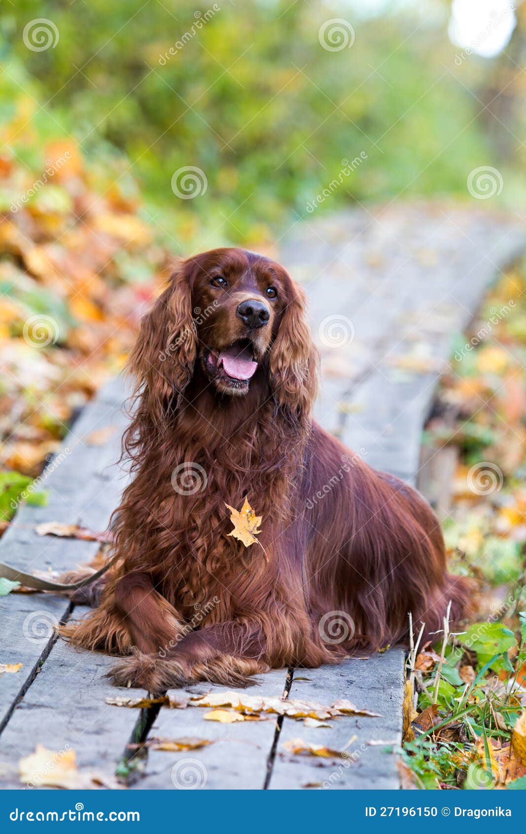 Red irish setter dog stock photo. Image of park, animal - 27196150