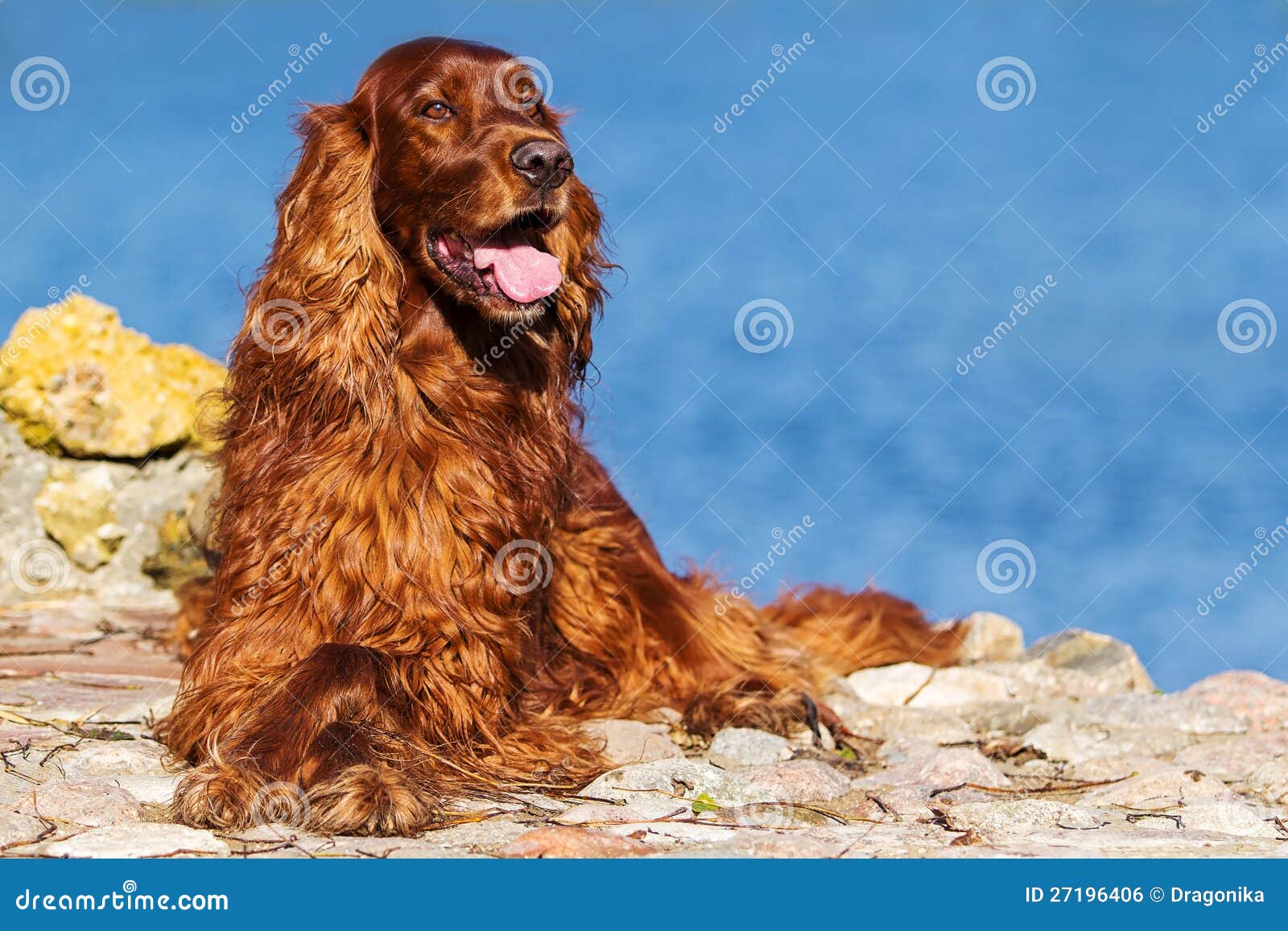 Red irish setter dog stock photo. Image of water, irish - 27196406