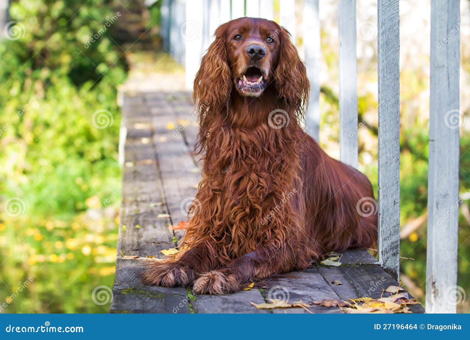 Red irish setter dog stock photo. Image of foliage, irish - 27196464