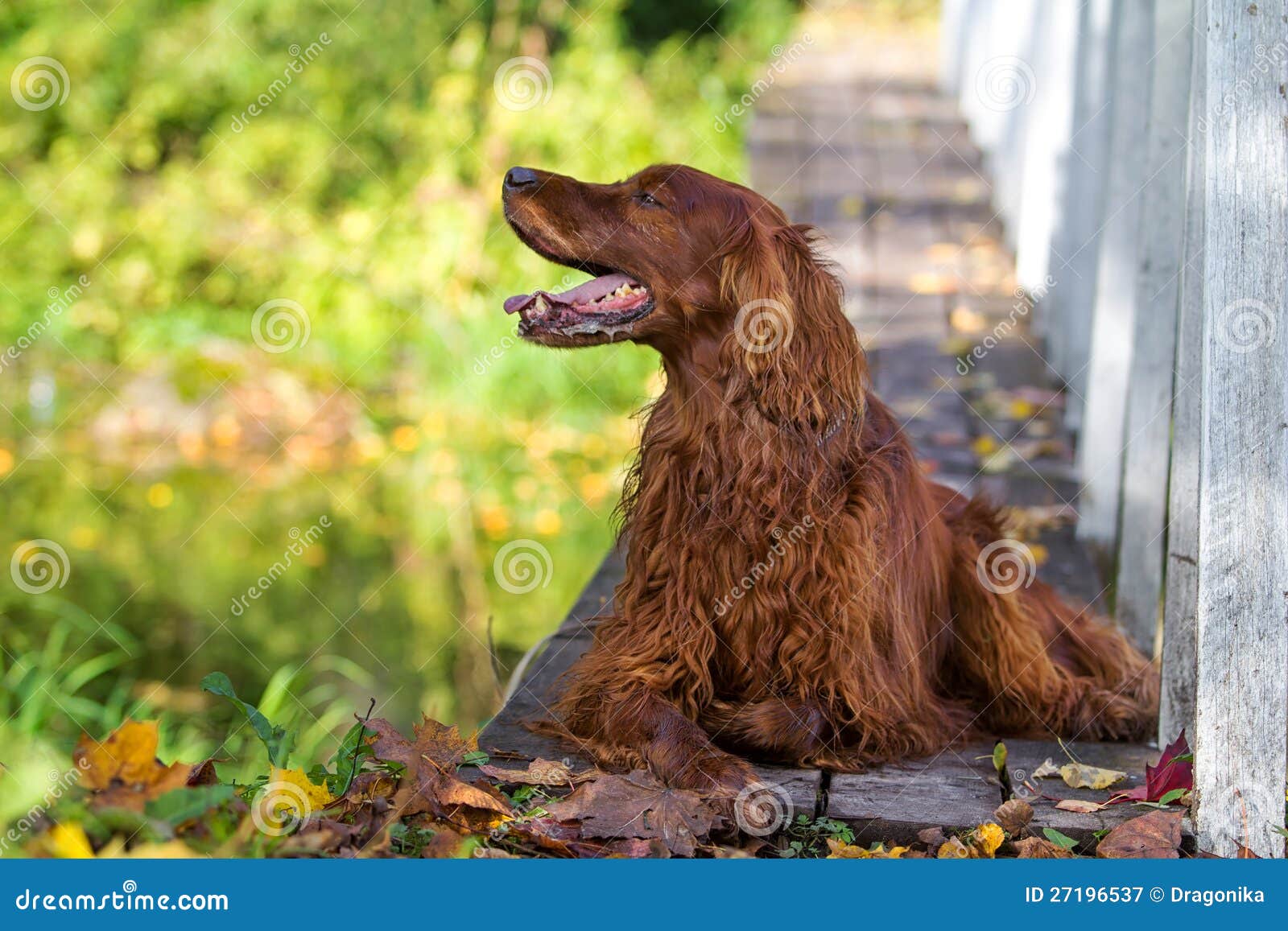 Red irish setter dog stock image. Image of irish, autumn - 27196537