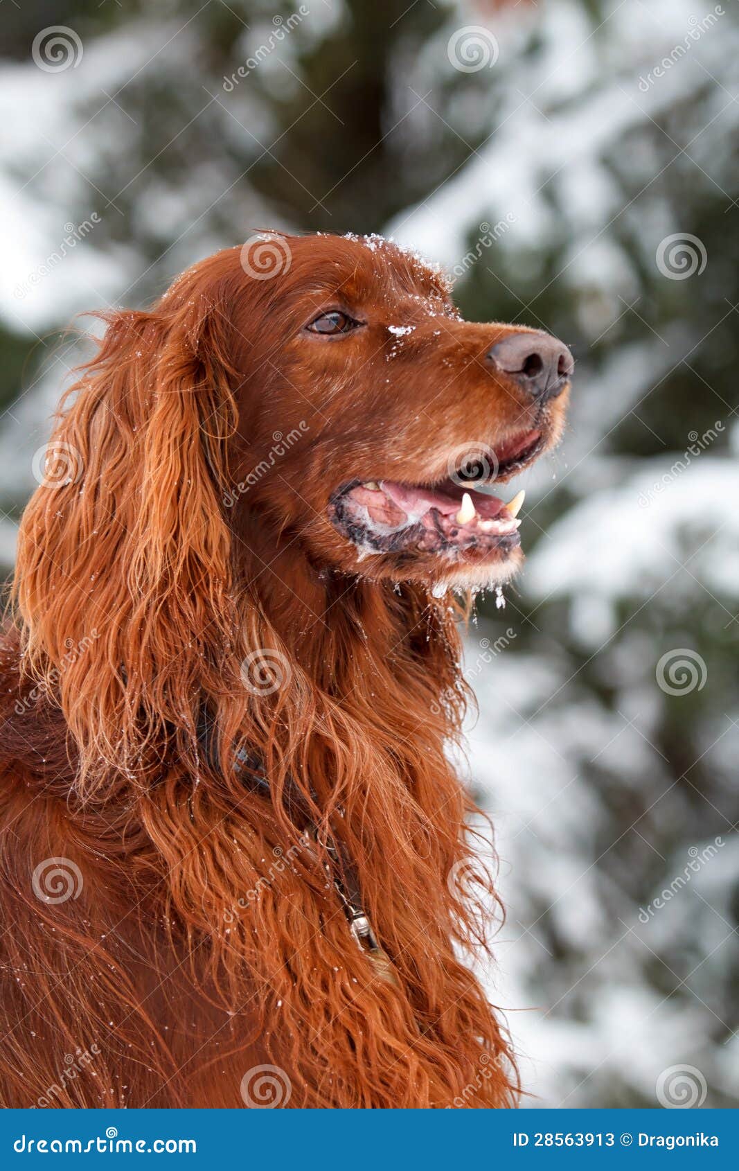 Red irish setter dog stock image. Image of animal, setter - 28563913