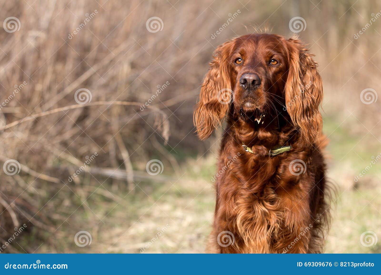 Red Irish Setter Dog, Dog for a Walk Stock Photo - Image of irish, coat ...