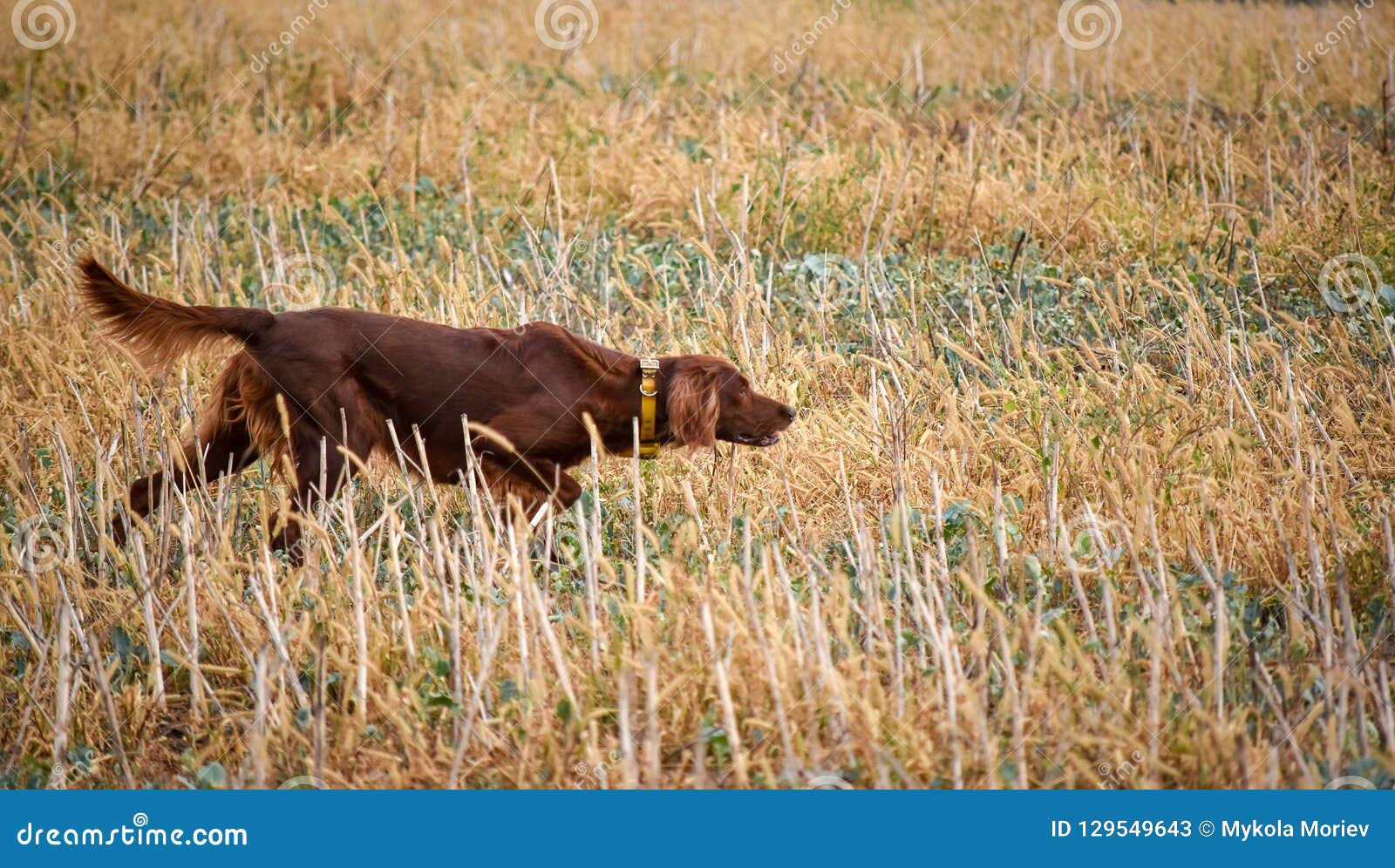 Red Irish Setter Dog in Field. Point a Bird. Stock Image - Image of ...