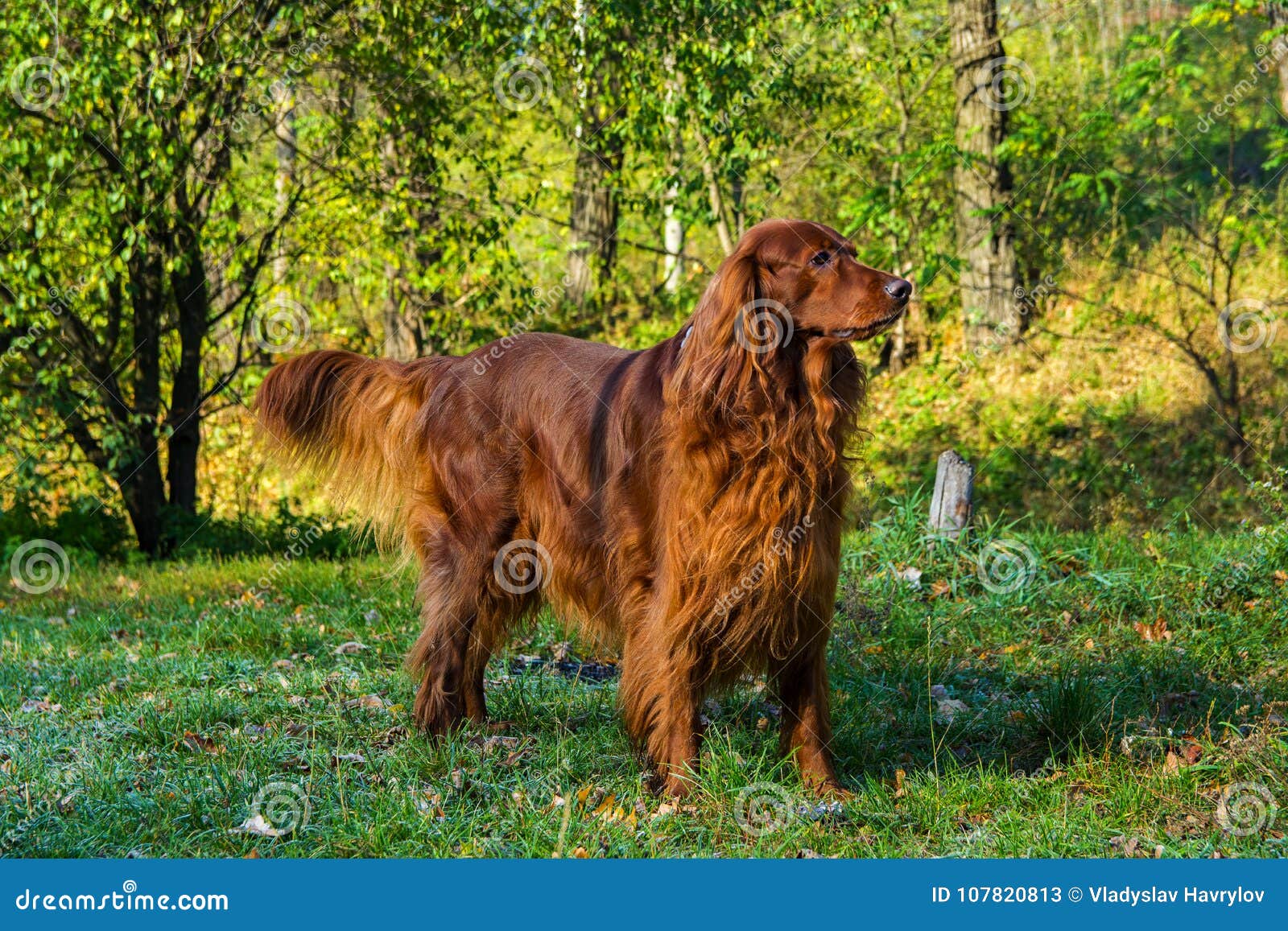 Red Irish Setter Dog in Green Forest Stock Image - Image of leaves ...