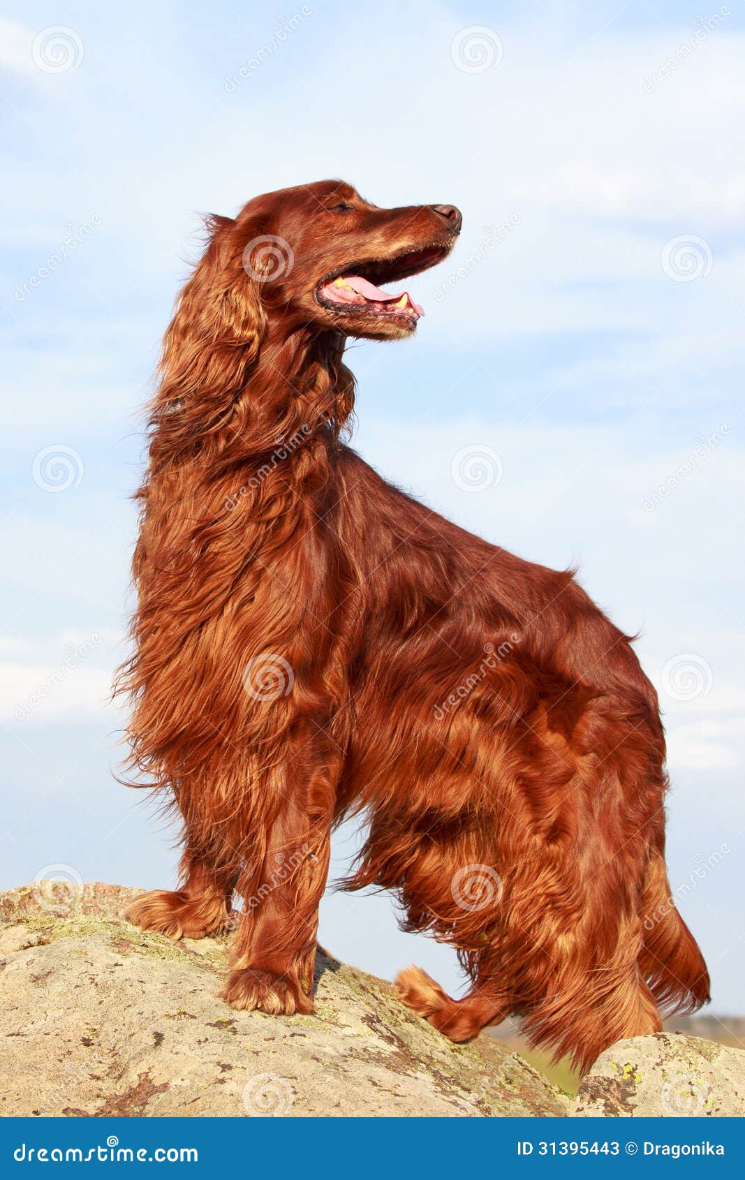 Red irish setter dog stock image. Image of irish, animal - 31395443