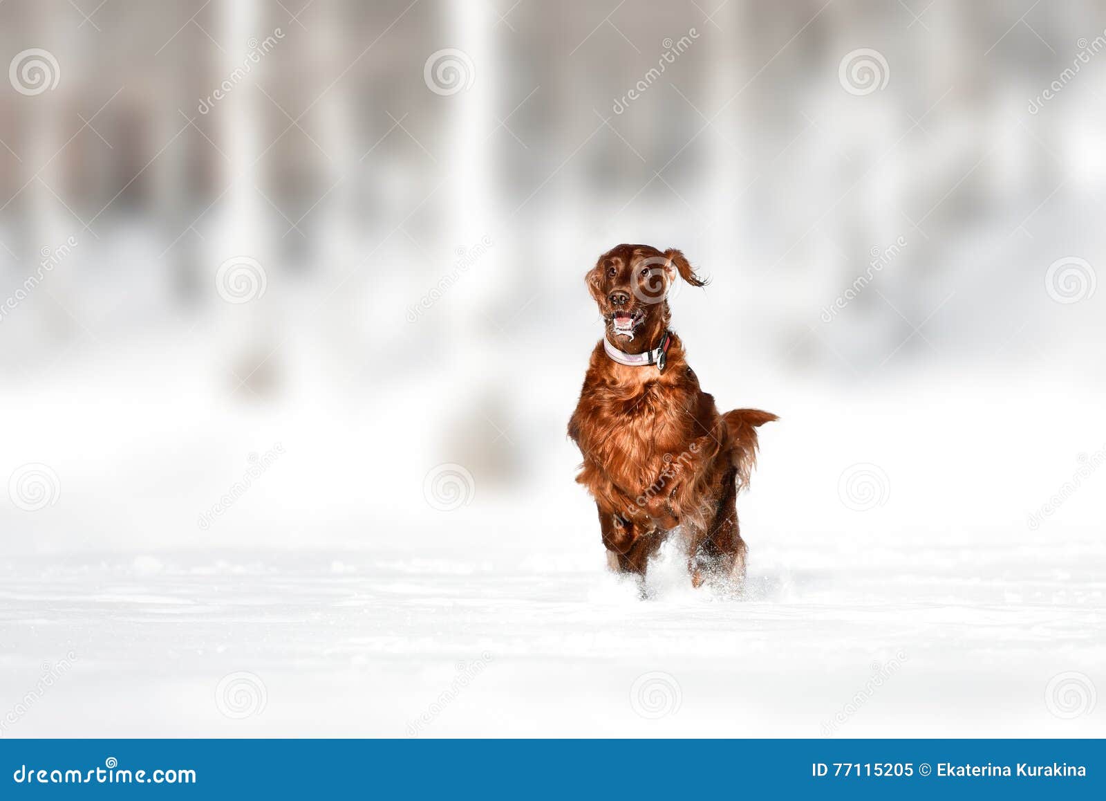 Red Irish Setter Dog in Snow Field Stock Image - Image of outside ...
